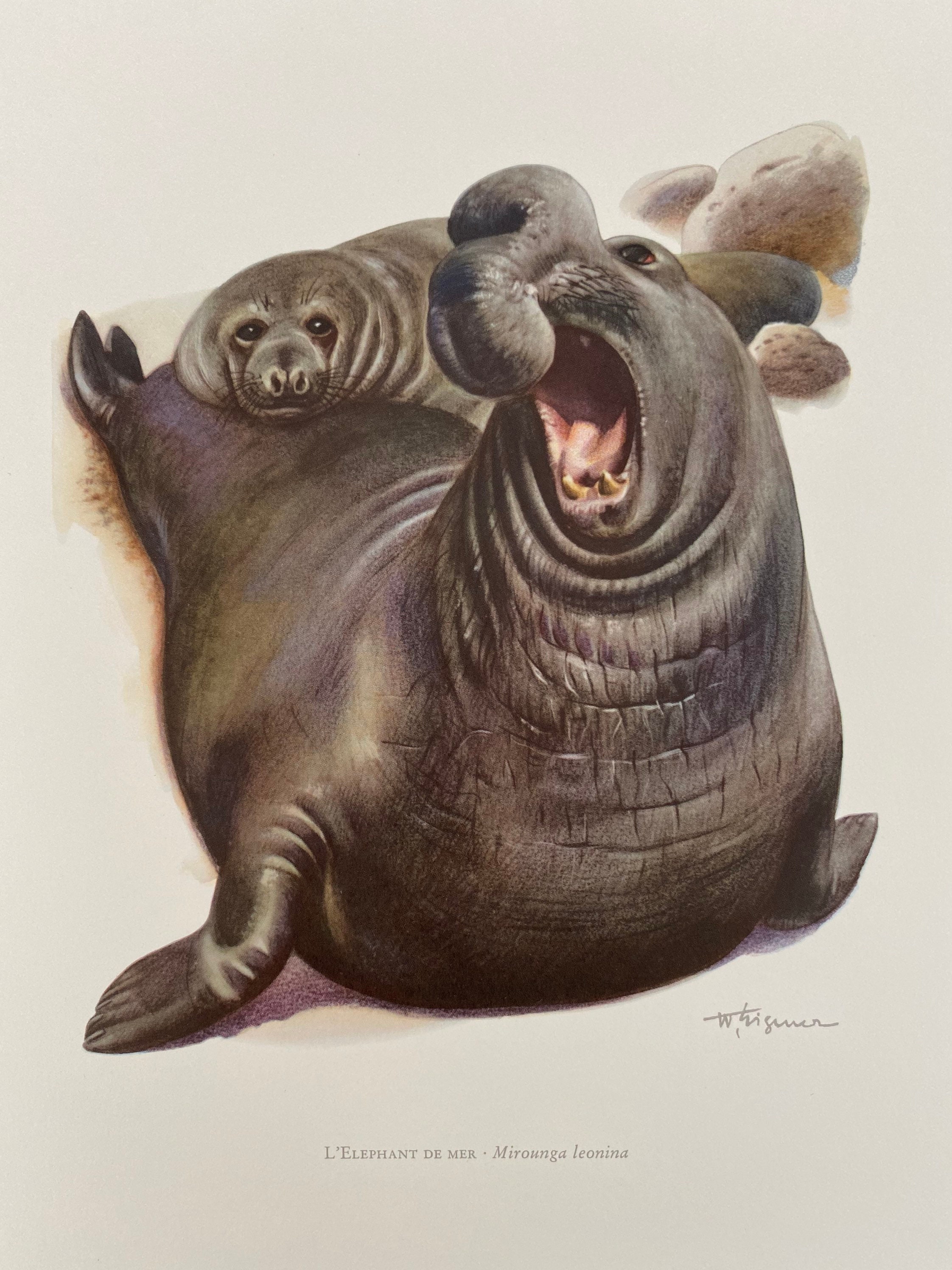 SOUTHERN ELEPHANT SEAL Animal Print. Antique and Vintage Zoology and ...