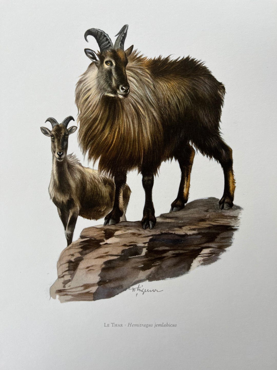 Himalayan Tahr Print, Vintage Zoology Lithograph, 1960s Wildlife ...