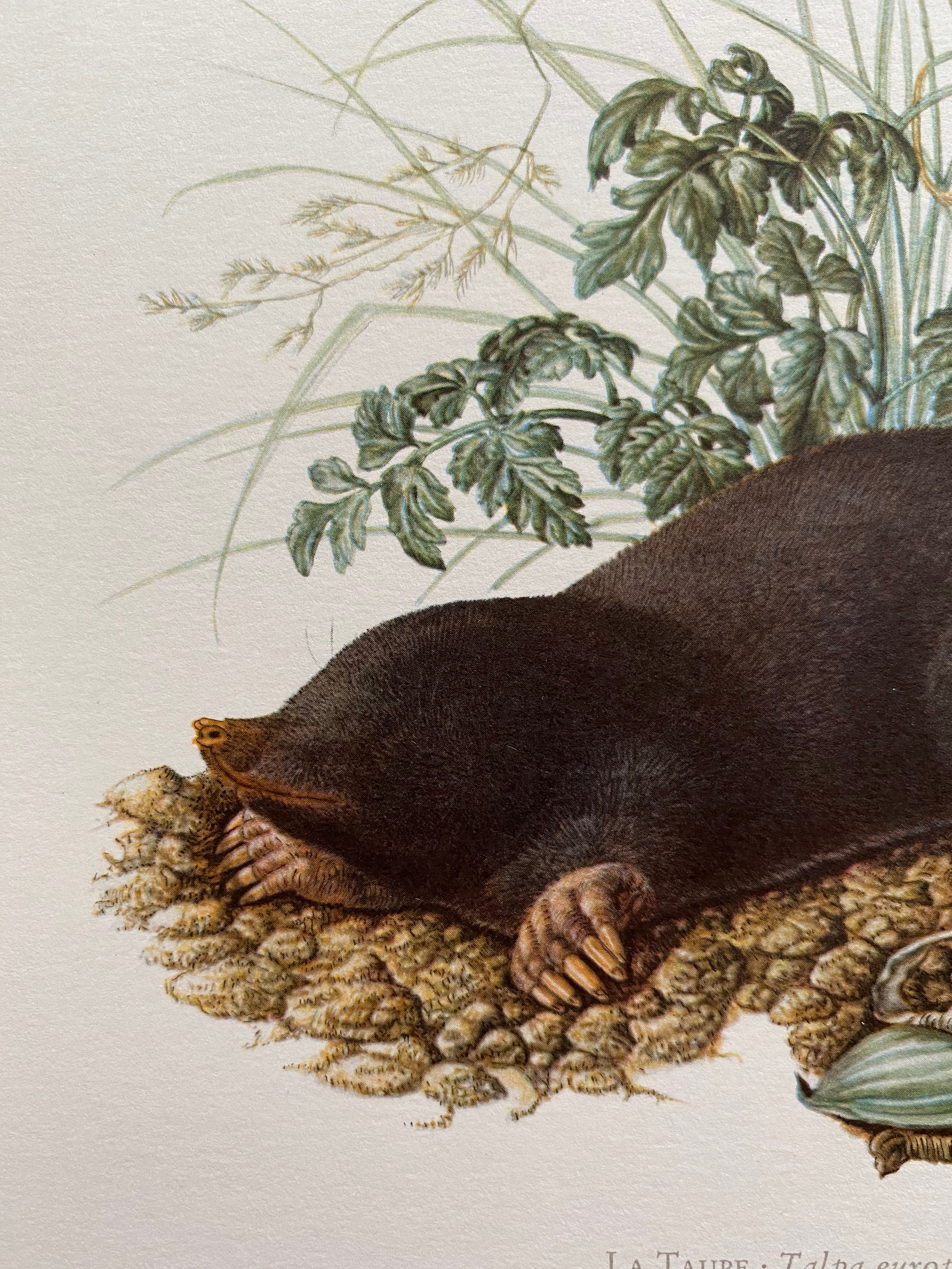 1960 Vintage EUROPEAN MOLE Animal Print. Antique Zoology and - Etsy