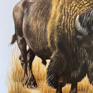 AMERICAN BISON Animal Print. Antique and Vintage Zoology and Biology Lithograph. Wildlife ...