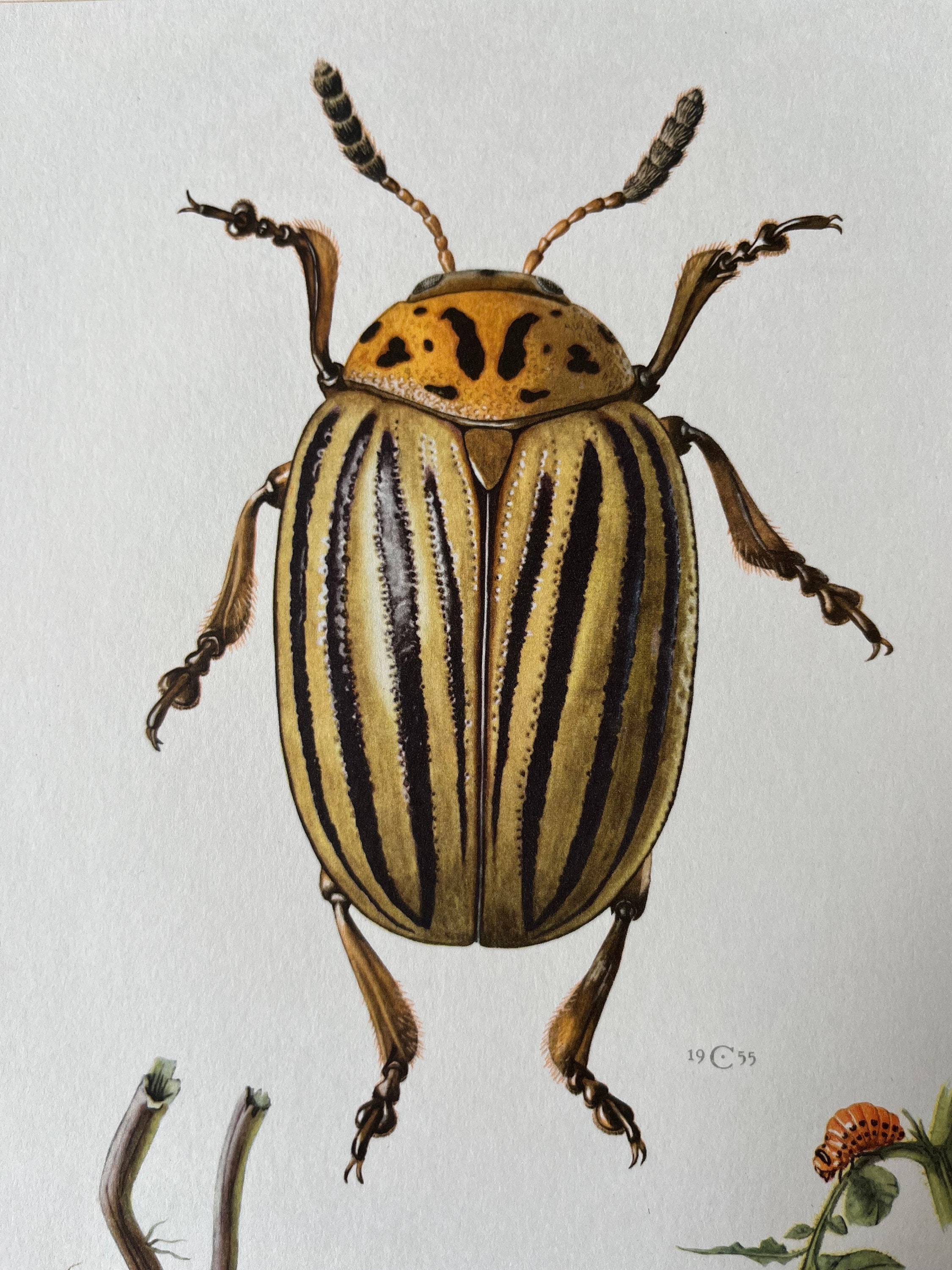 3 X 1960 Vintage BEETLES Insect Print Set. Bugs Illustrations. - Etsy