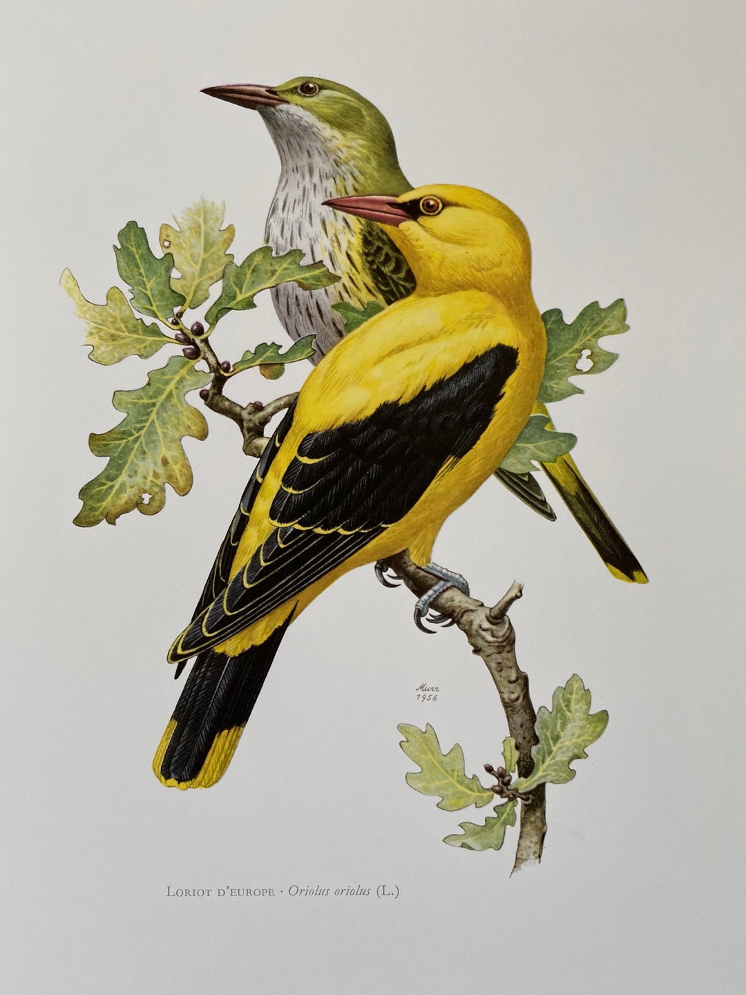 GOLDEN ORIOLE Bird Print. Antique Natural Sciences and Biology Print ...