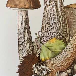 BIRCH BOLETE Mushroom Print. Antique Biology and Nature Lithograph ...