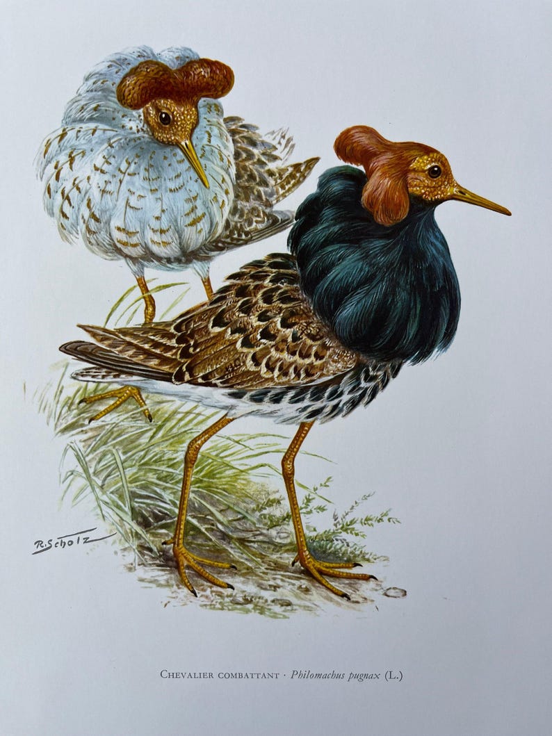Vintage Ruff Bird Print, 1960s Ornithology Lithograph - Etsy