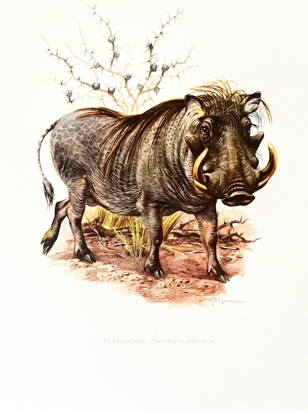 1960 Vintage WARTHOG Animal Print. Antique Zoology and Biology - Etsy