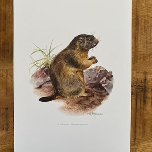 ALPINE MARMOT Animal Print. Antique and Vintage Zoology and Biology ...