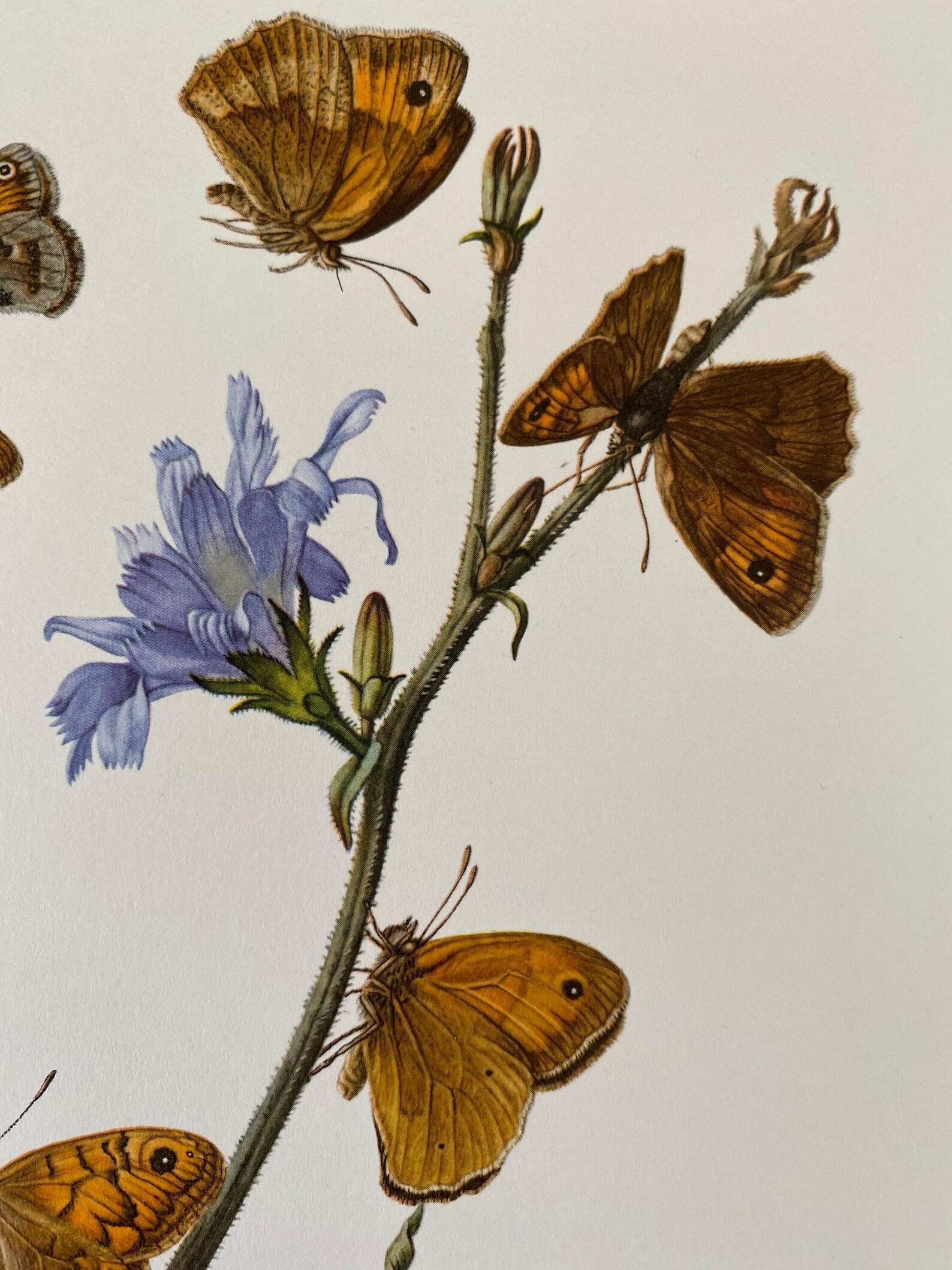 Brush-footed Butterfly Print - 1960s Entomology Wall Art - Etsy