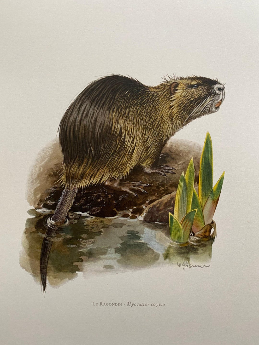 Nutria Animal Print. Antique and Vintage Zoology and Biology Lithograph ...