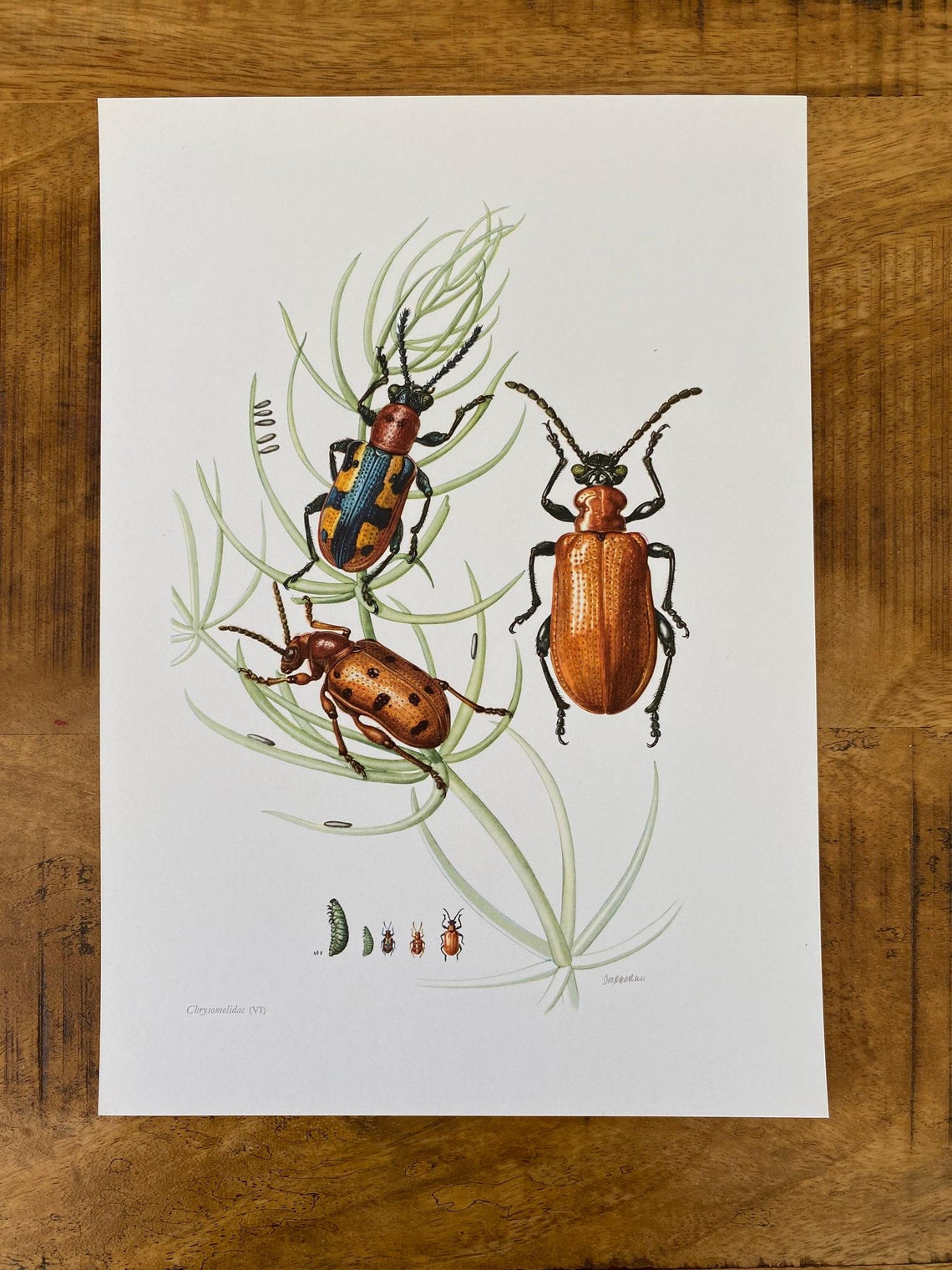 Entomology Print: 1960s Leaf Beetles Illustration, Natural History Wall ...