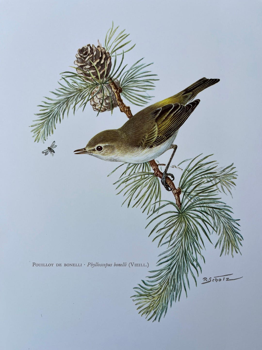 Westerns Bonellis Warbler Bird Print. Antique and Vintage Ornithology ...