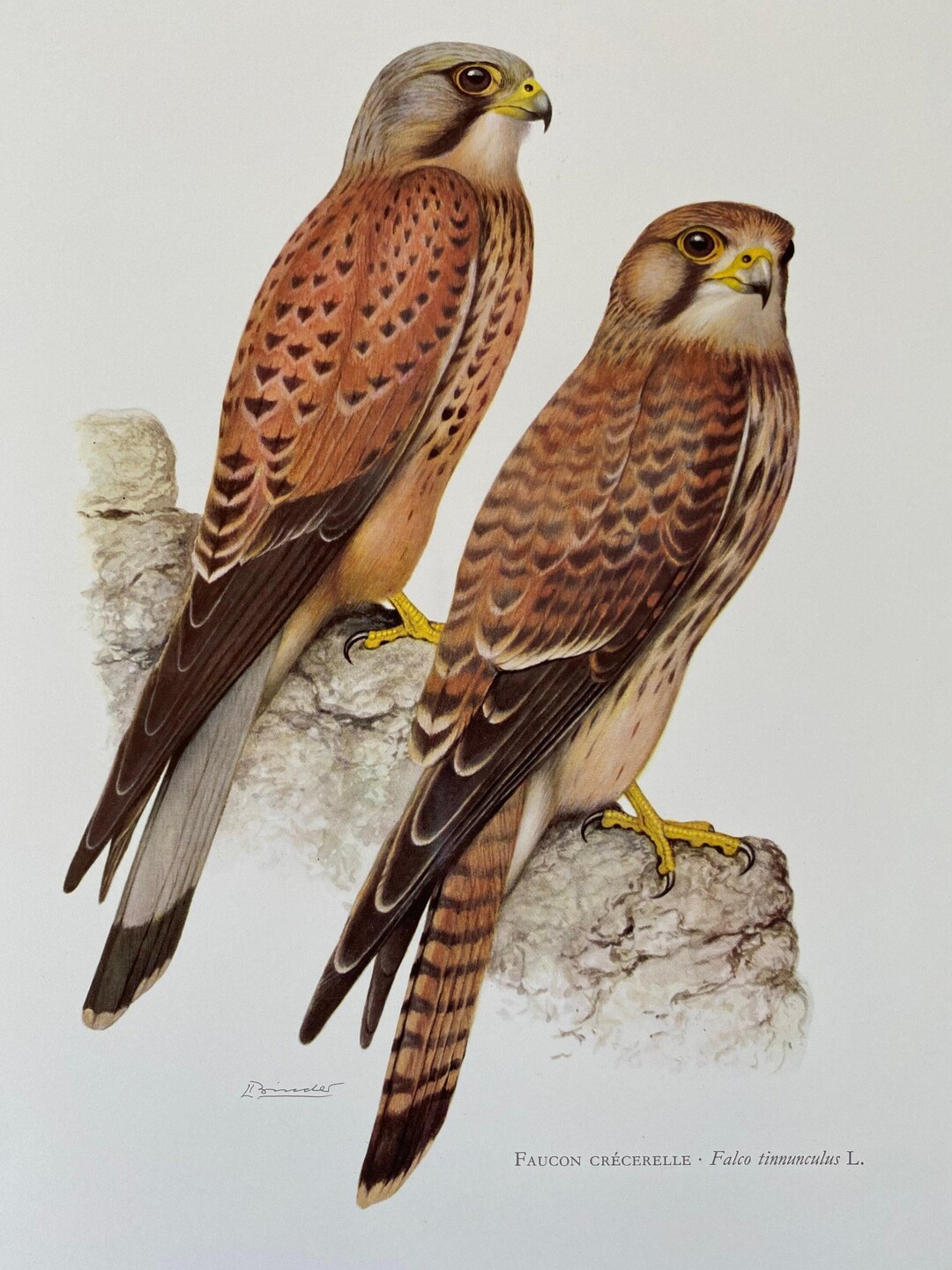 Vintage Kestrel Bird Print, Natural History Wall Art - Etsy