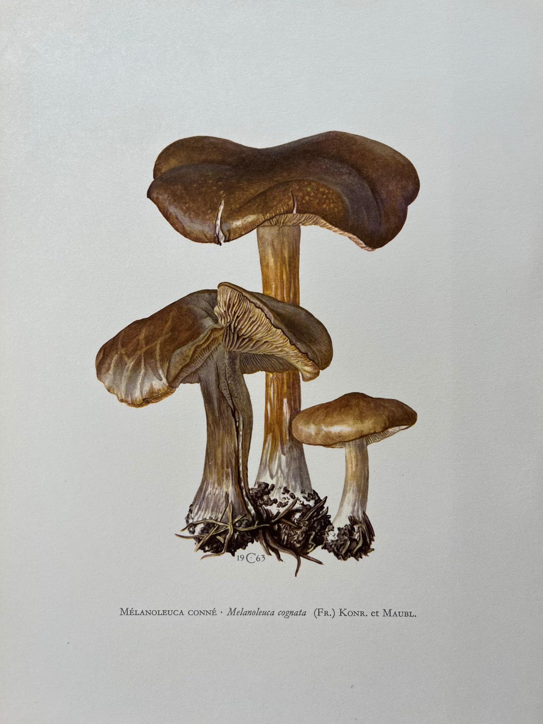 Vintage Spring Cavalier Mushroom Print, 1960s Biology Illustration - Etsy