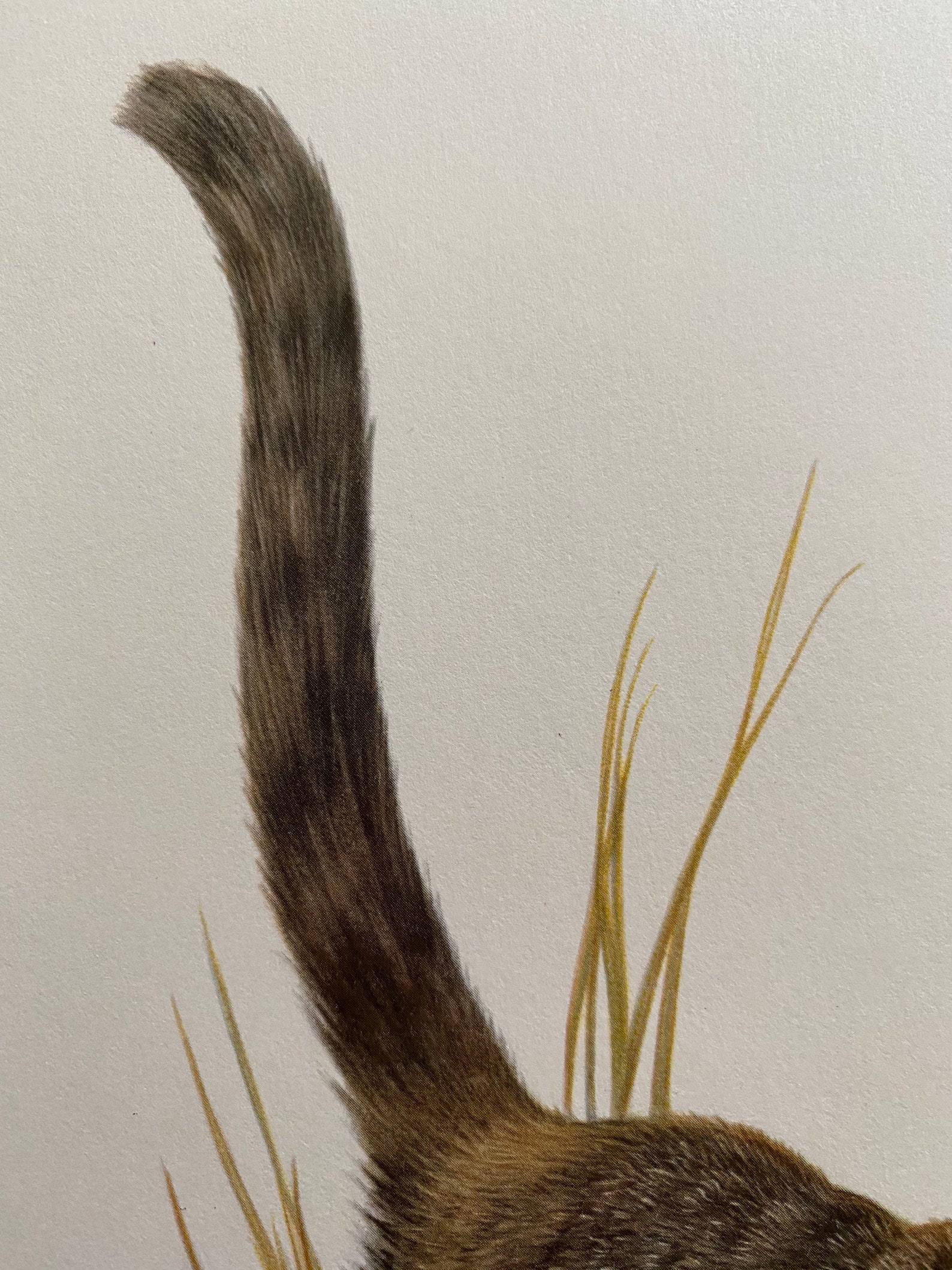 Vintage White-nosed Coati Print, 1960s Zoology Lithograph - Etsy