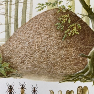 Red WOOD ANT Print. Bugs Illustrations. Insect Print. Entomology ...