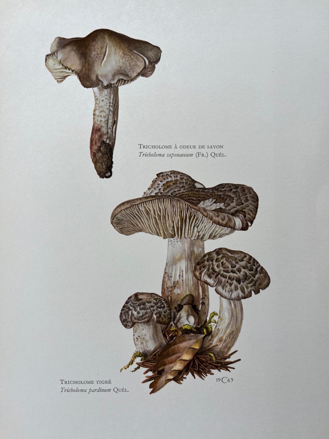 1960 Vintage Leopard Knight Mushroom Print. Antique Biology and Nature ...