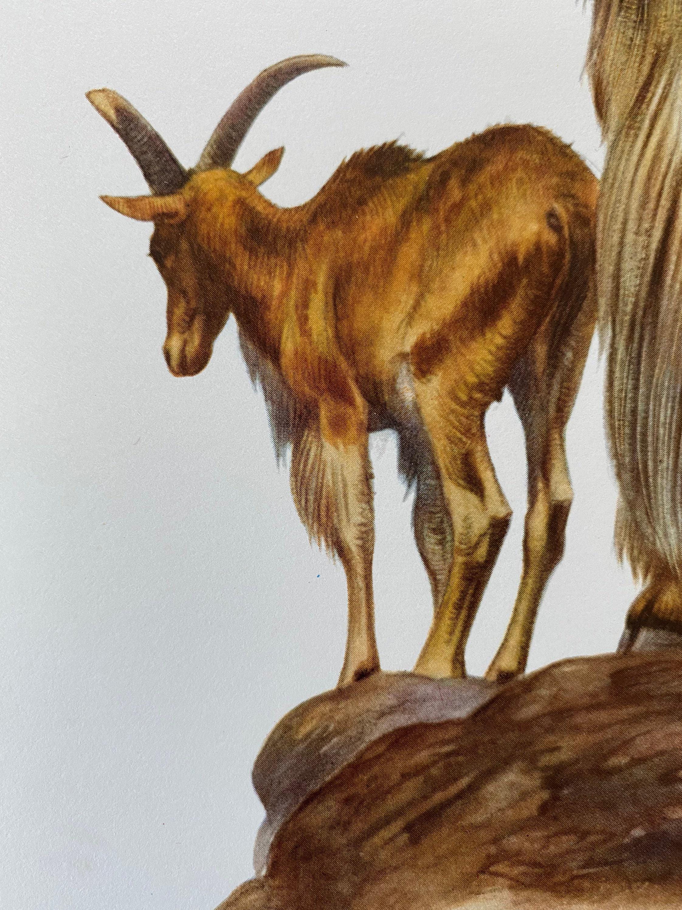Barbary Sheep Animal Print. Antique and Vintage Zoology and Biology ...