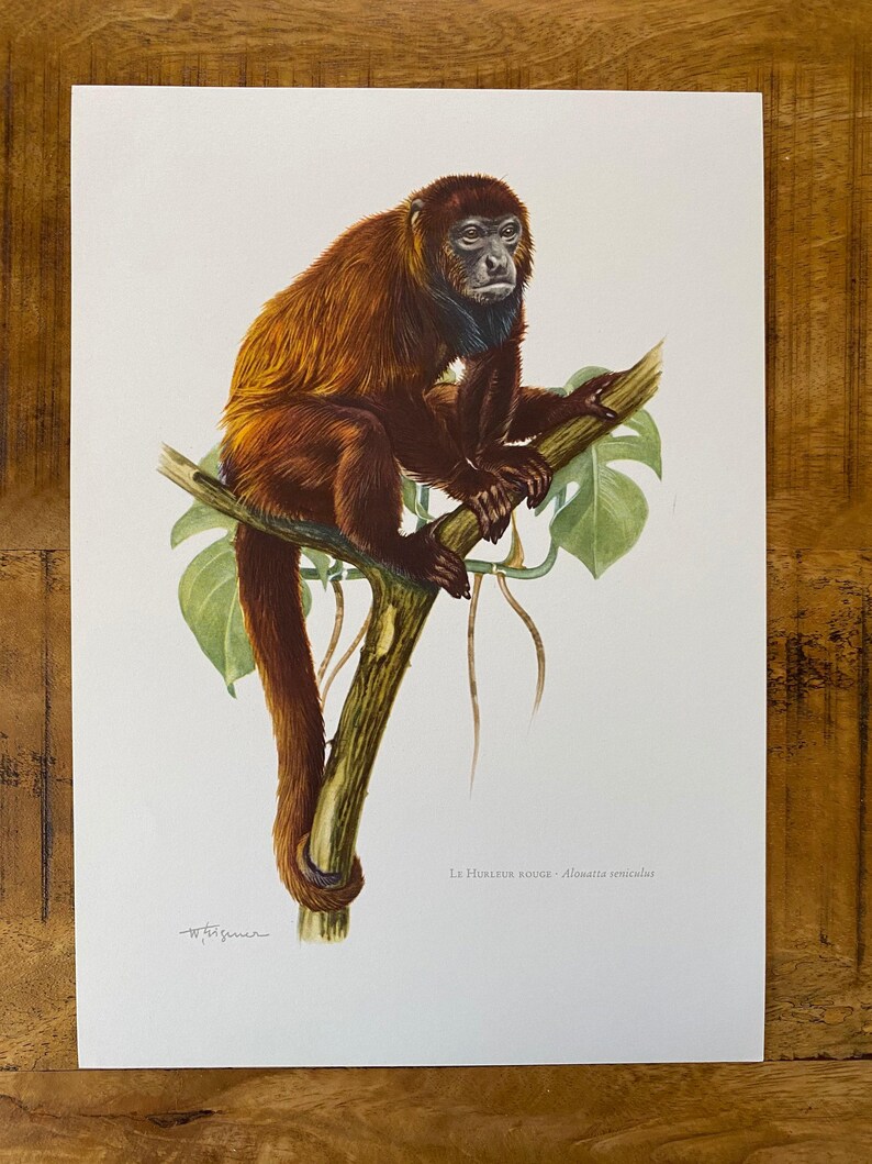 Red Howler Monkey Animal Print. Antique and Vintage Zoology and Biology ...
