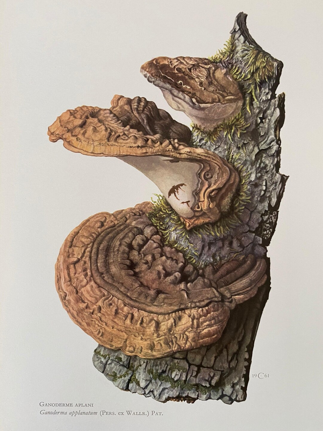 Artists Bracket Fungus Mushroom Print. Antique and Vintage Biology and ...