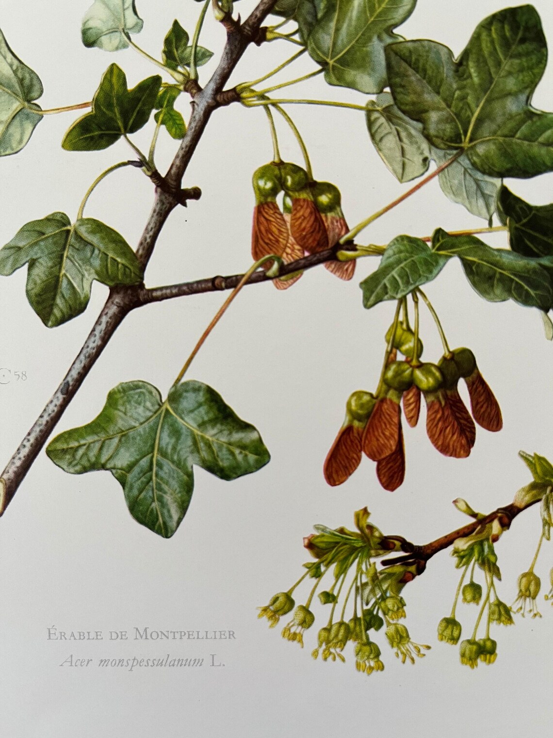 Vintage Montpellier Maple Botanical Print: 1960s Biology Illustration ...