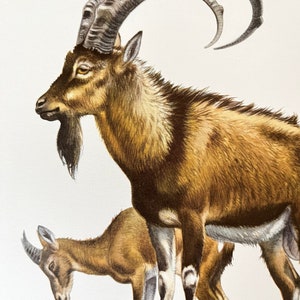 1960 Vintage WILD GOAT Animal Print. Antique Zoology and Biology ...