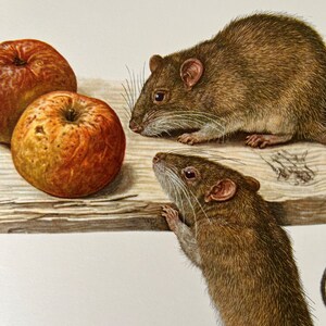 BROWN RAT Animal Print. Antique and Vintage Zoology and Biology ...