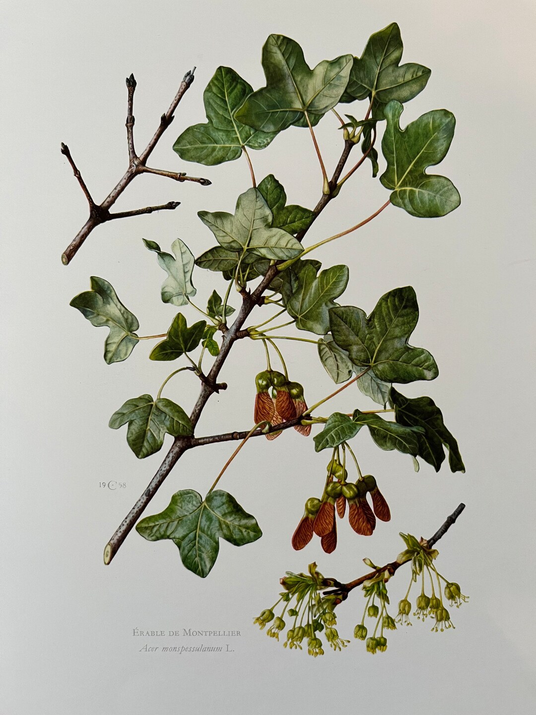 MONTPELLIER MAPLE Botanical Print. Antique and Vintage Natural Sciences ...