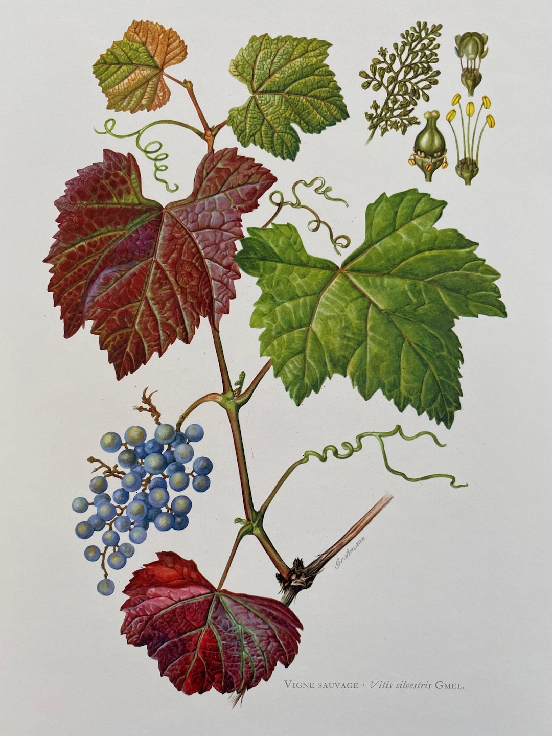 Vintage Wild Grape Botanical Print, 1960s Biology Illustration - Etsy