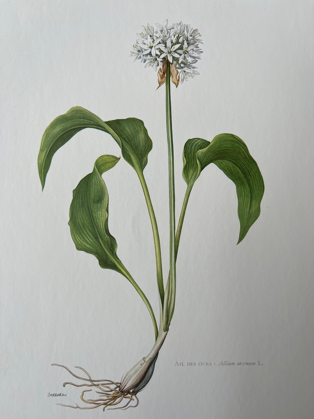 Wild Garlic Botanical Print, Vintage Plant Illustration (1960s) - Etsy
