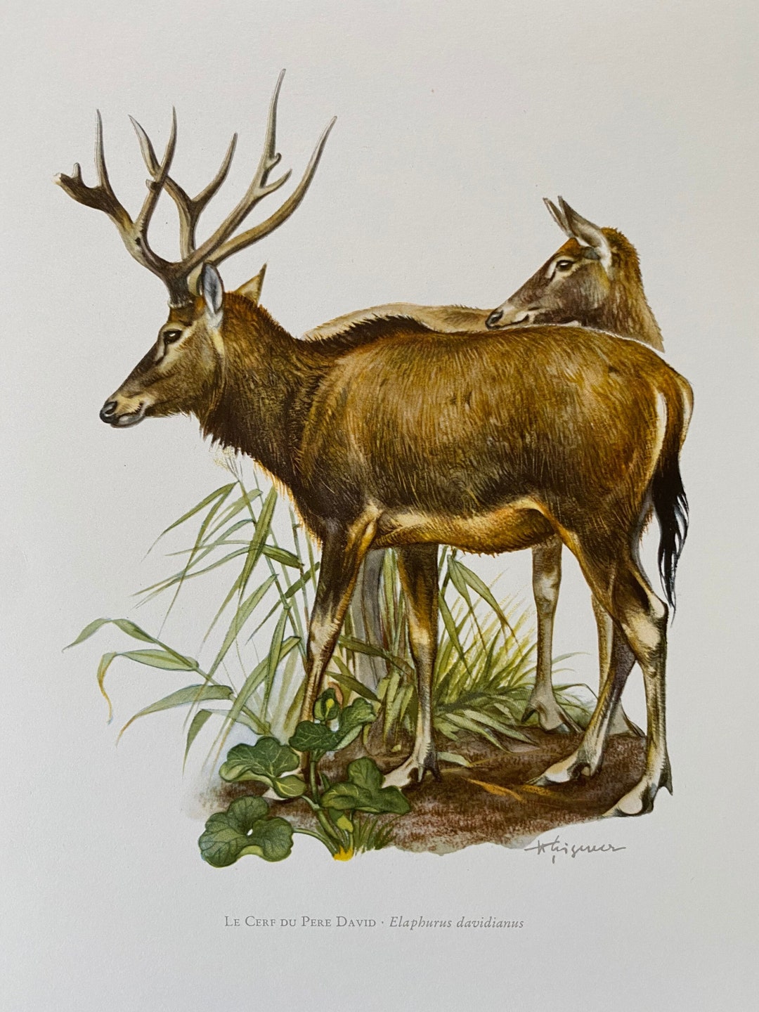 1960 Vintage PERE DAVID DEER Animal Print. Antique Zoology and - Etsy