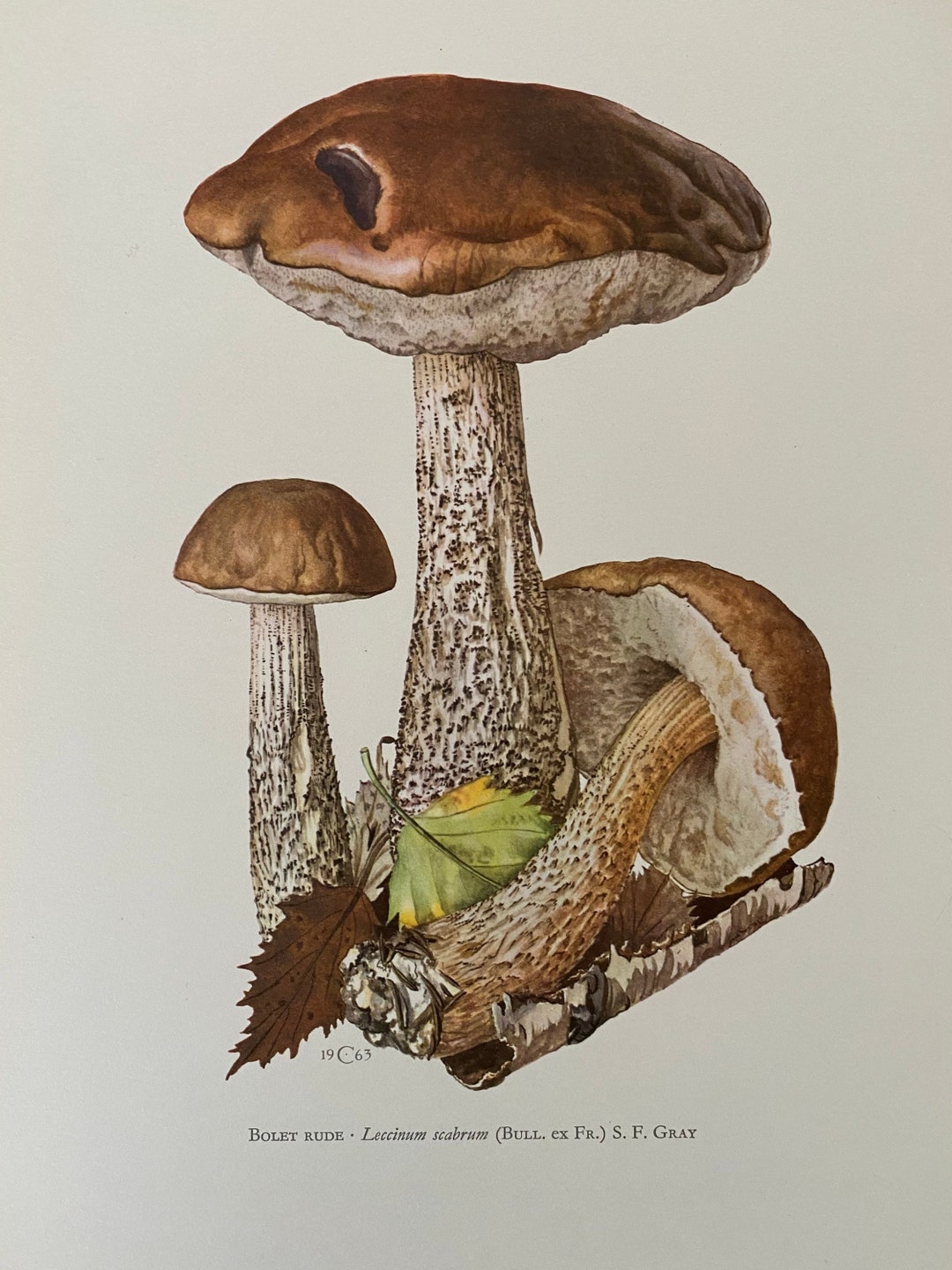 BIRCH BOLETE Mushroom Print. Antique Biology and Nature Lithograph ...