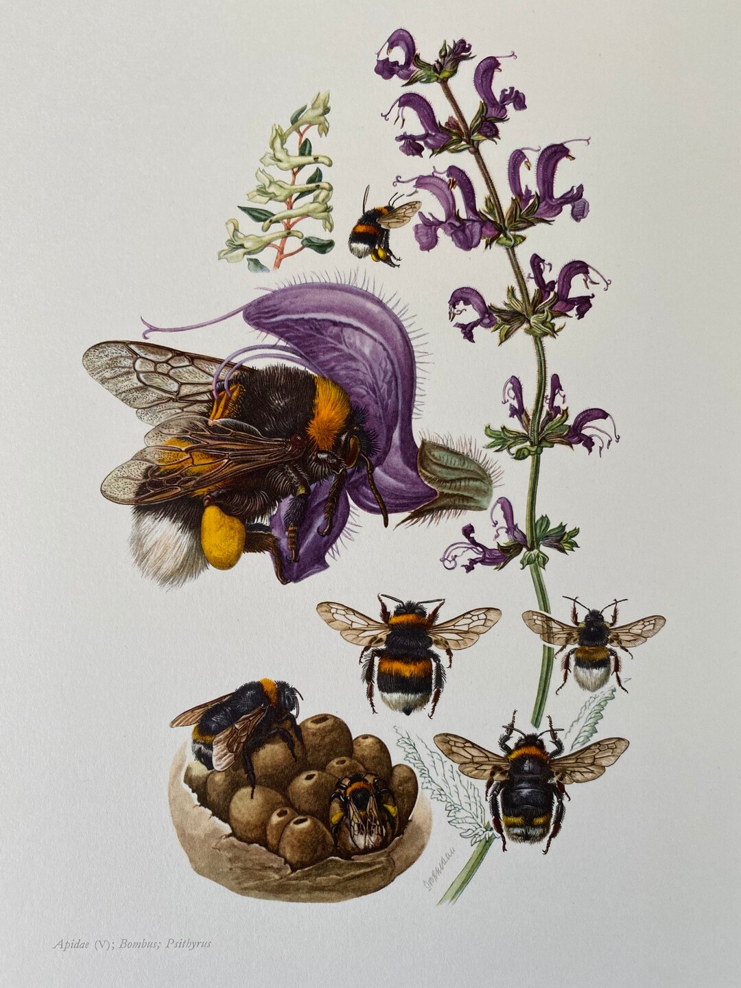 BUMBLE BEE Print. Bugs Illustrations. Insect Print. Entomology. Natural ...