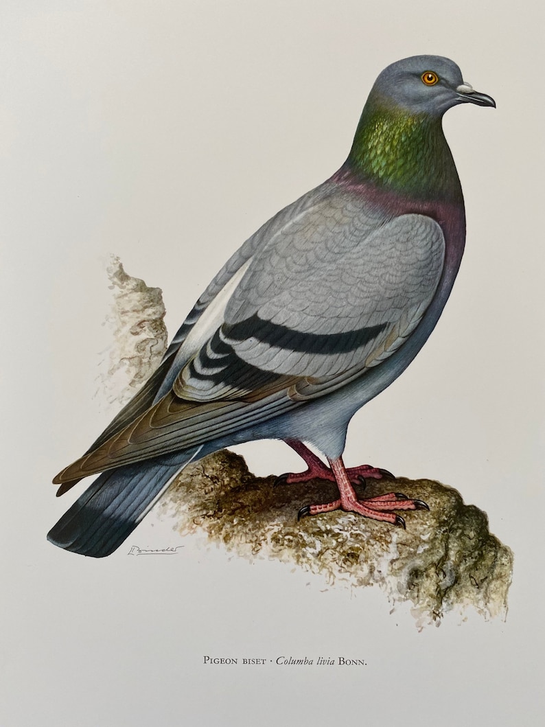 Vintage Pigeon Print, 1960s French Ornithology Wall Art - Etsy