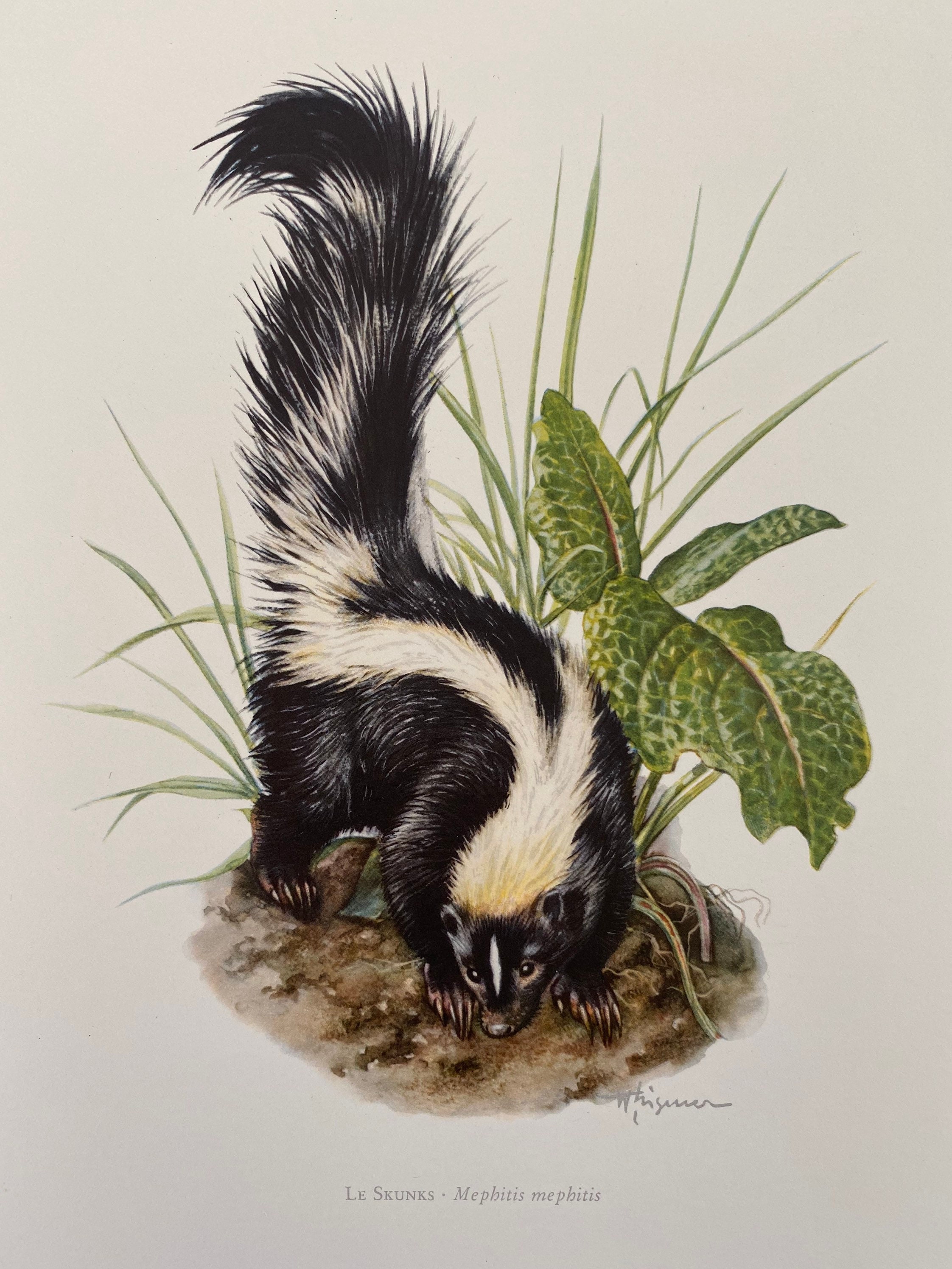 Striped Skunk Natural History