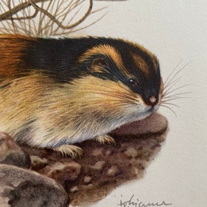 NORWAY LEMMING Animal Print. Antique and Vintage Zoology and Biology ...