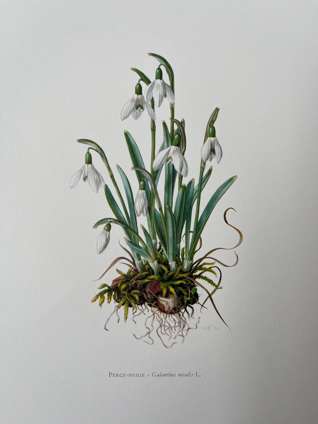 1960 Vintage COMMON SNOWDROP Botanical Print. Antique Natural Sciences ...