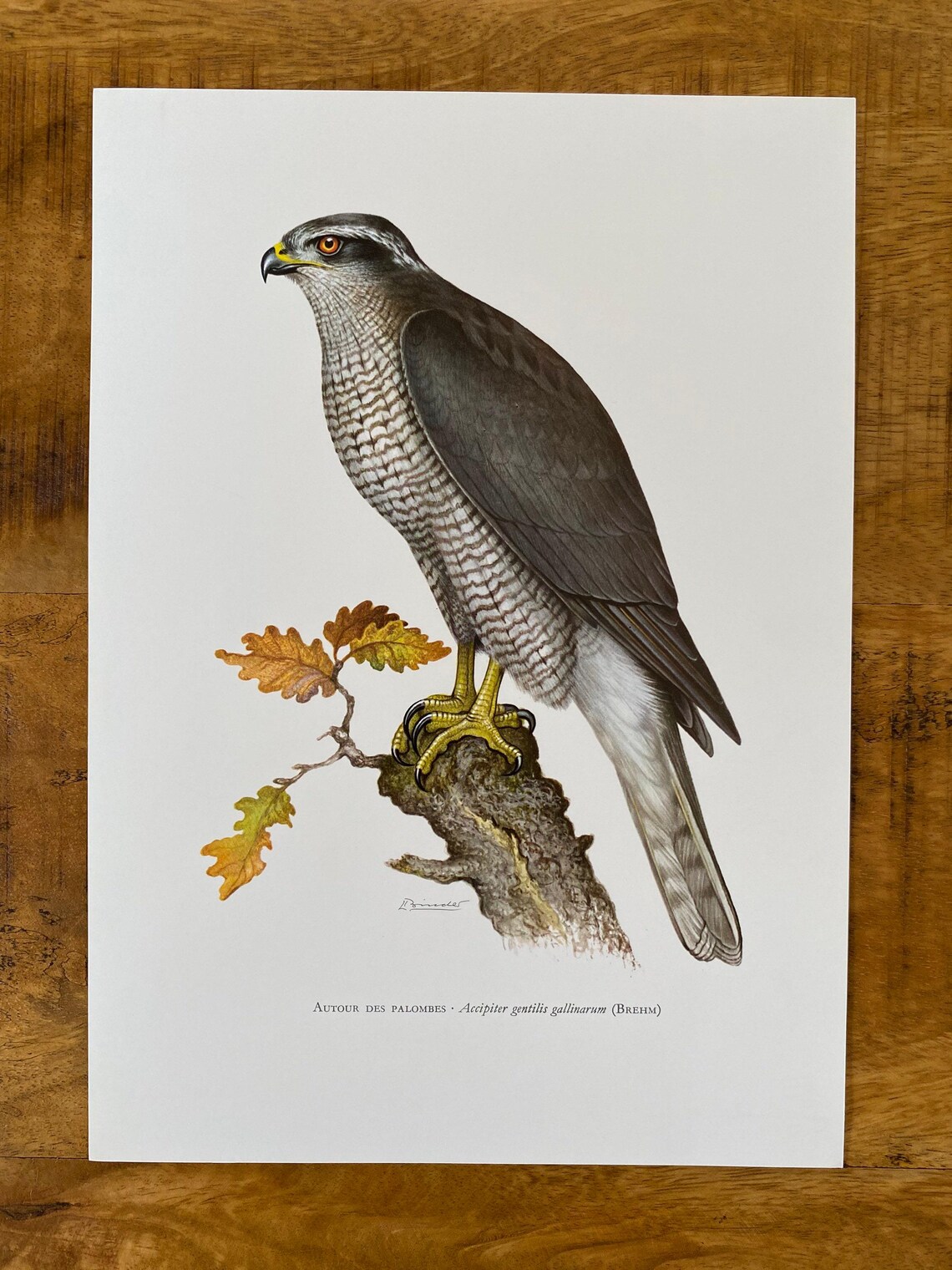 Vintage Northern Goshawk Print, 1960s Ornithology Wall Art - Etsy