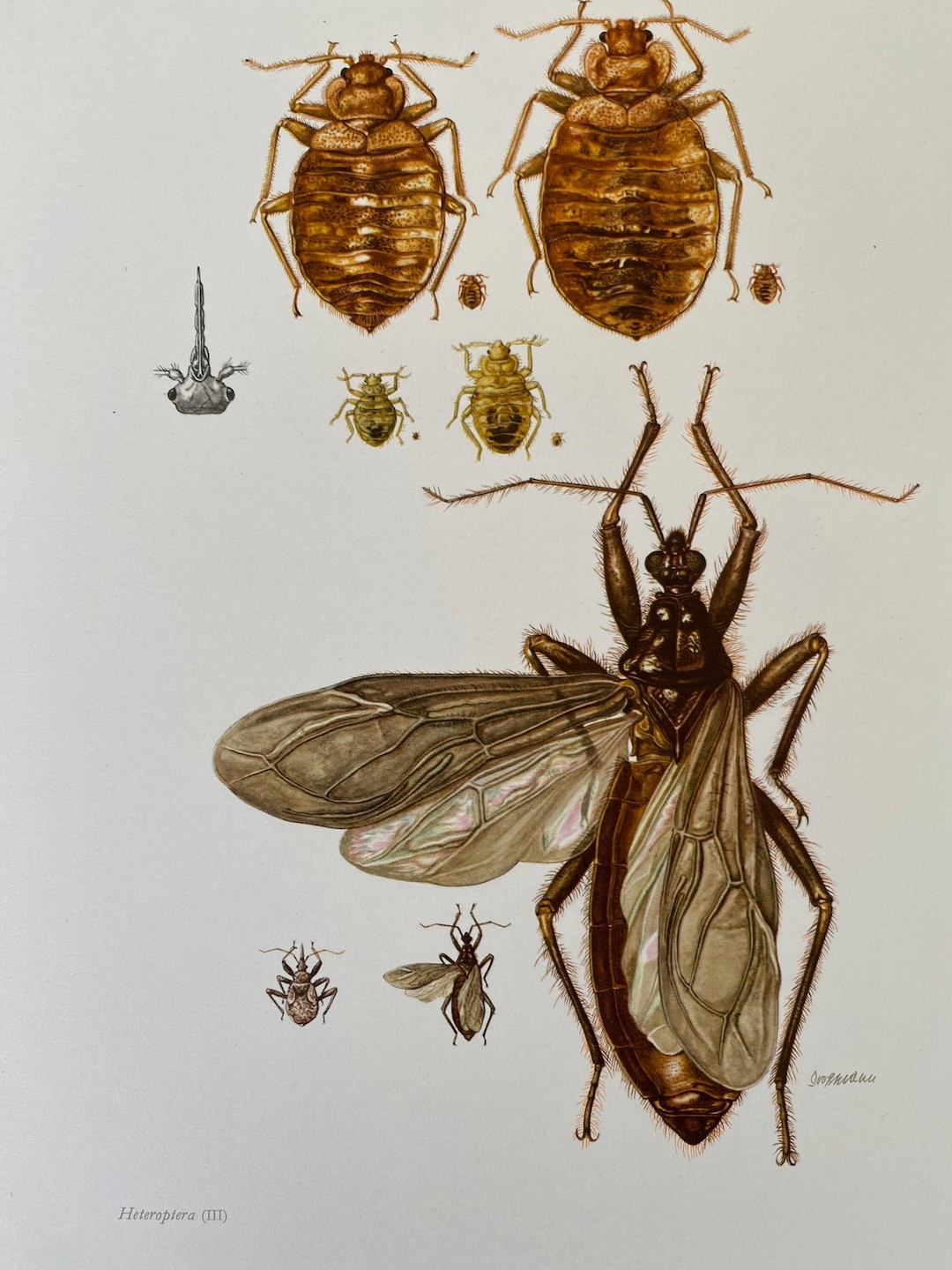 Assassin Bug Print. Bugs Illustrations. Insect Print. Entomology ...