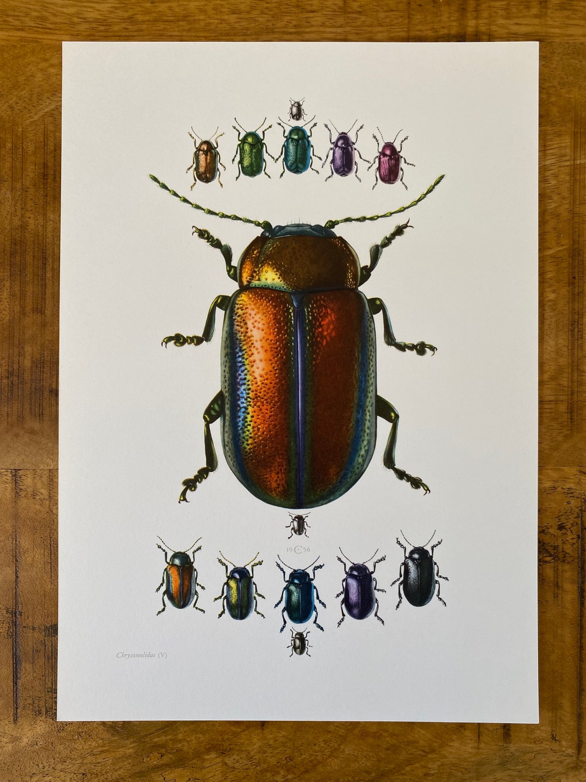 Beetle Entomology Print, 1960s Insect Illustration Art - Etsy