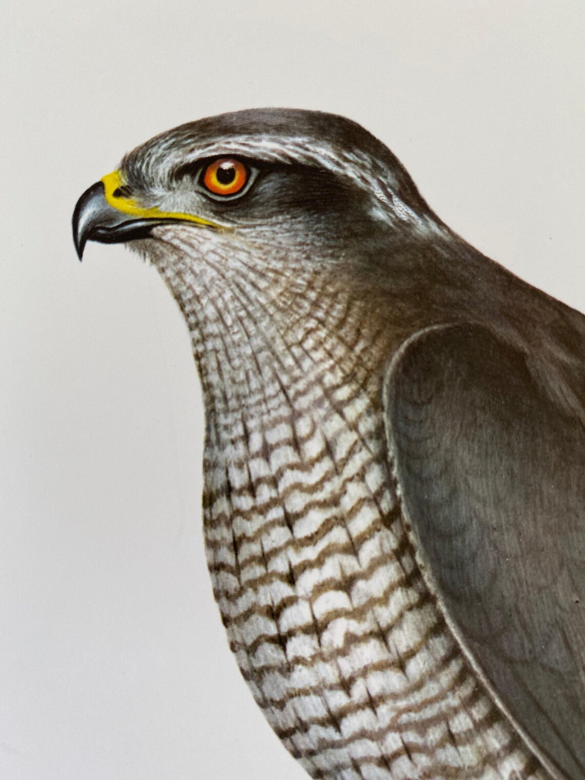 Vintage Northern Goshawk Print, 1960s Ornithology Wall Art - Etsy