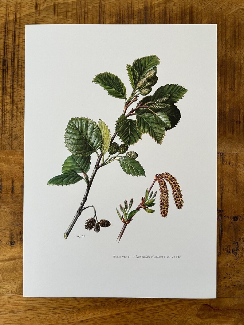 Vintage Green Alder Botanical Print, 1960s Natural Science Lithograph ...