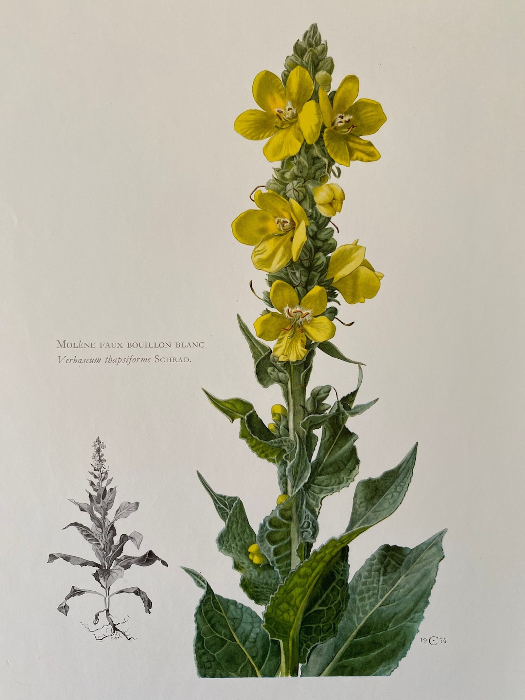 GREAT MULLEIN Botanical Print. Antique and Vintage Natural Sciences and ...