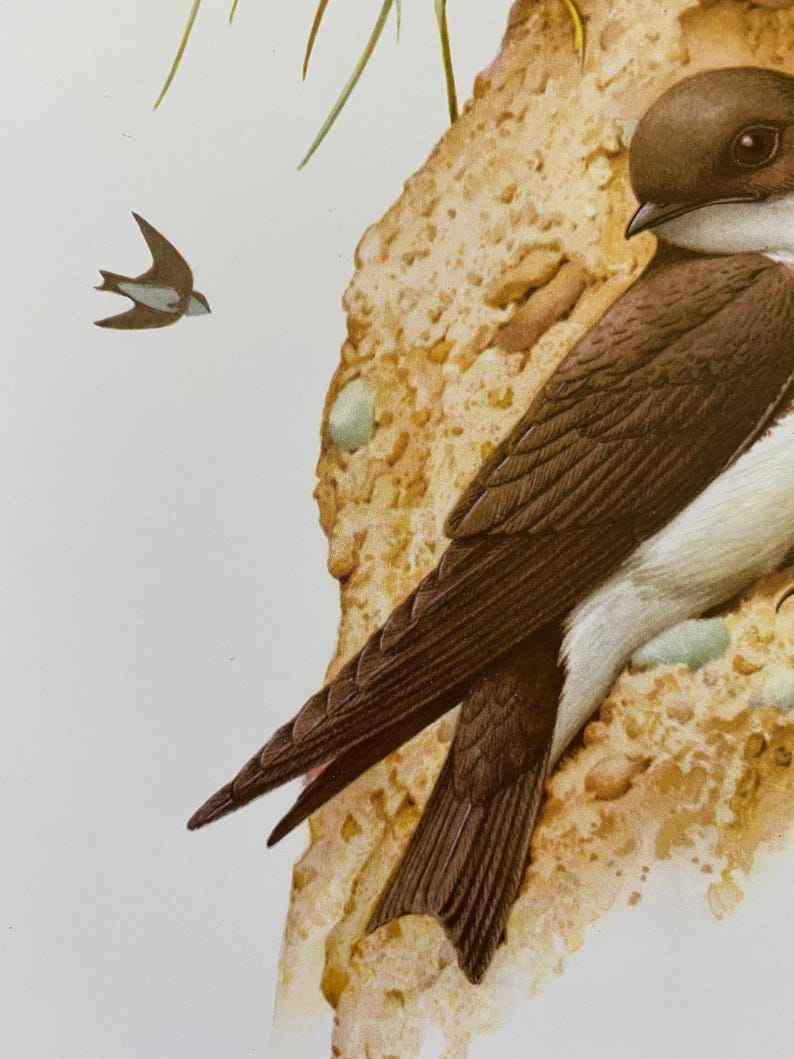 Vintage Swallow Bird Print, 1960s Ornithology Wall Art - Etsy