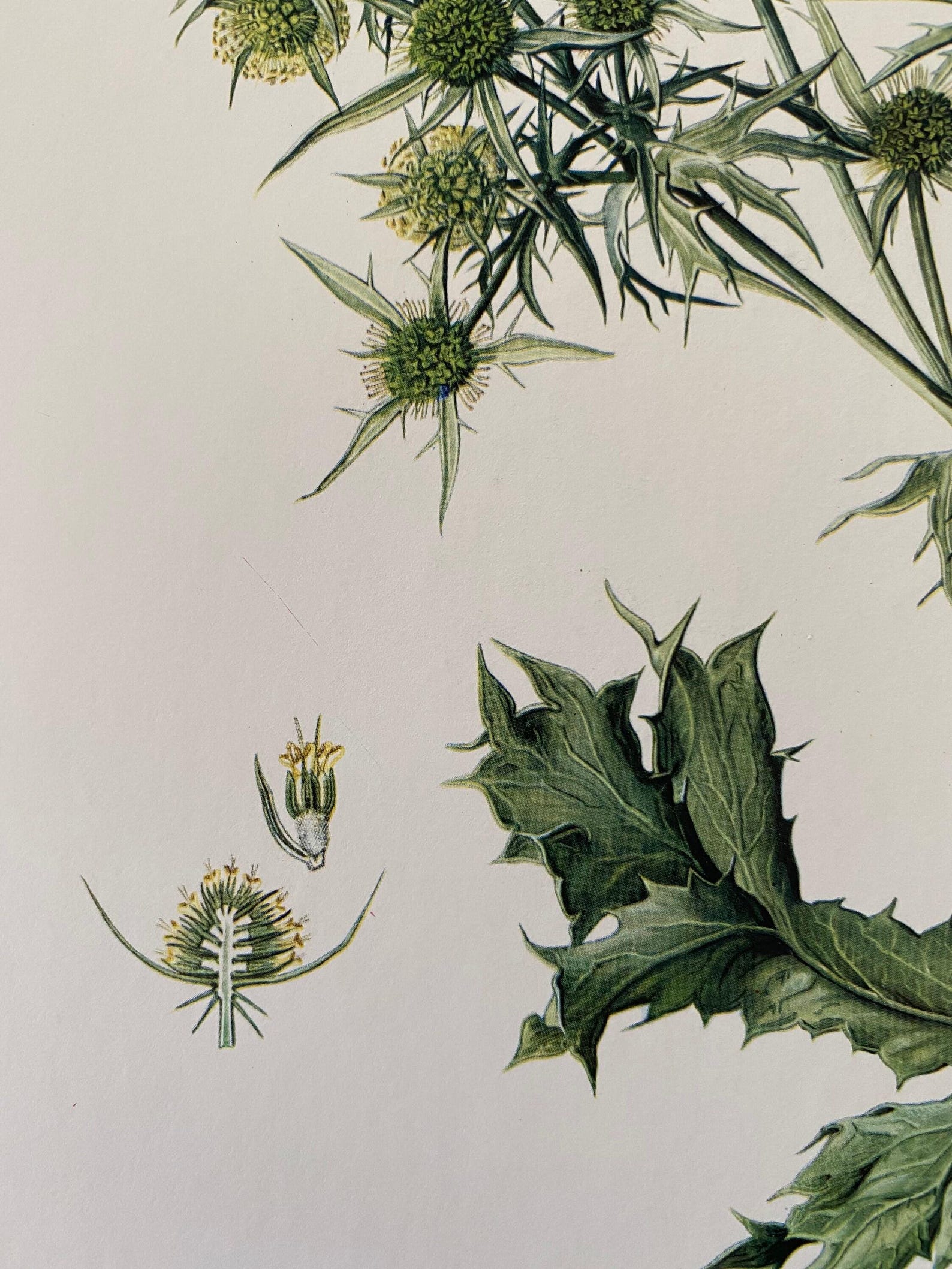 Watling Street Thistle Botanical Print. Antique and Vintage Natural ...