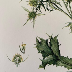 Watling Street Thistle Botanical Print. Antique and Vintage Natural ...
