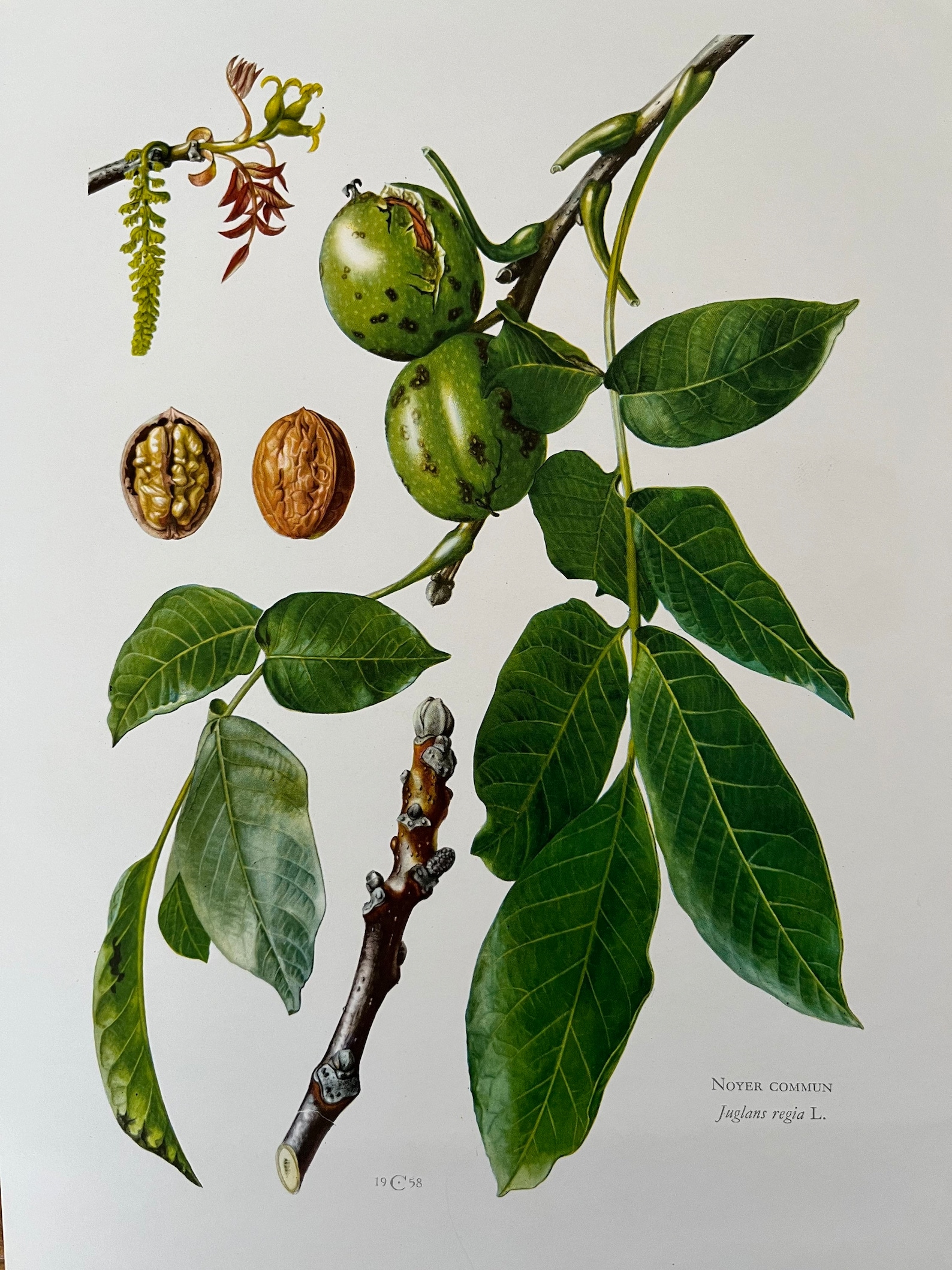 English Walnut Botanical Print, Vintage Natural Science Illustration - Etsy
