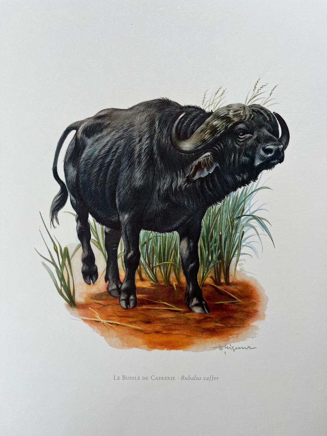 1960 Vintage AFRICAN BUFFALO Animal Print. Antique Natural - Etsy