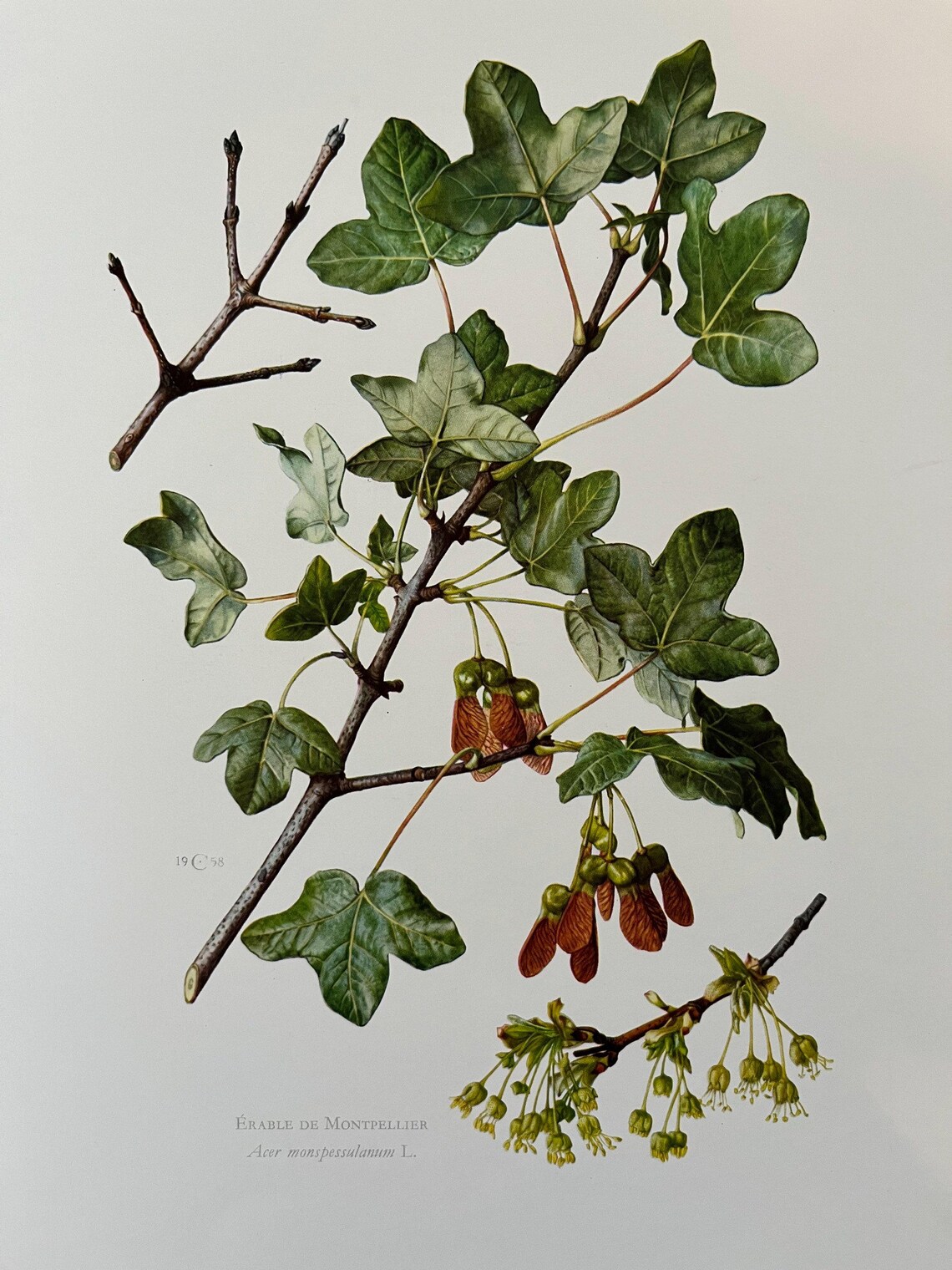 Vintage Montpellier Maple Botanical Print: 1960s Biology Illustration ...