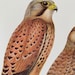 Vintage Kestrel Bird Print, Natural History Wall Art - Etsy
