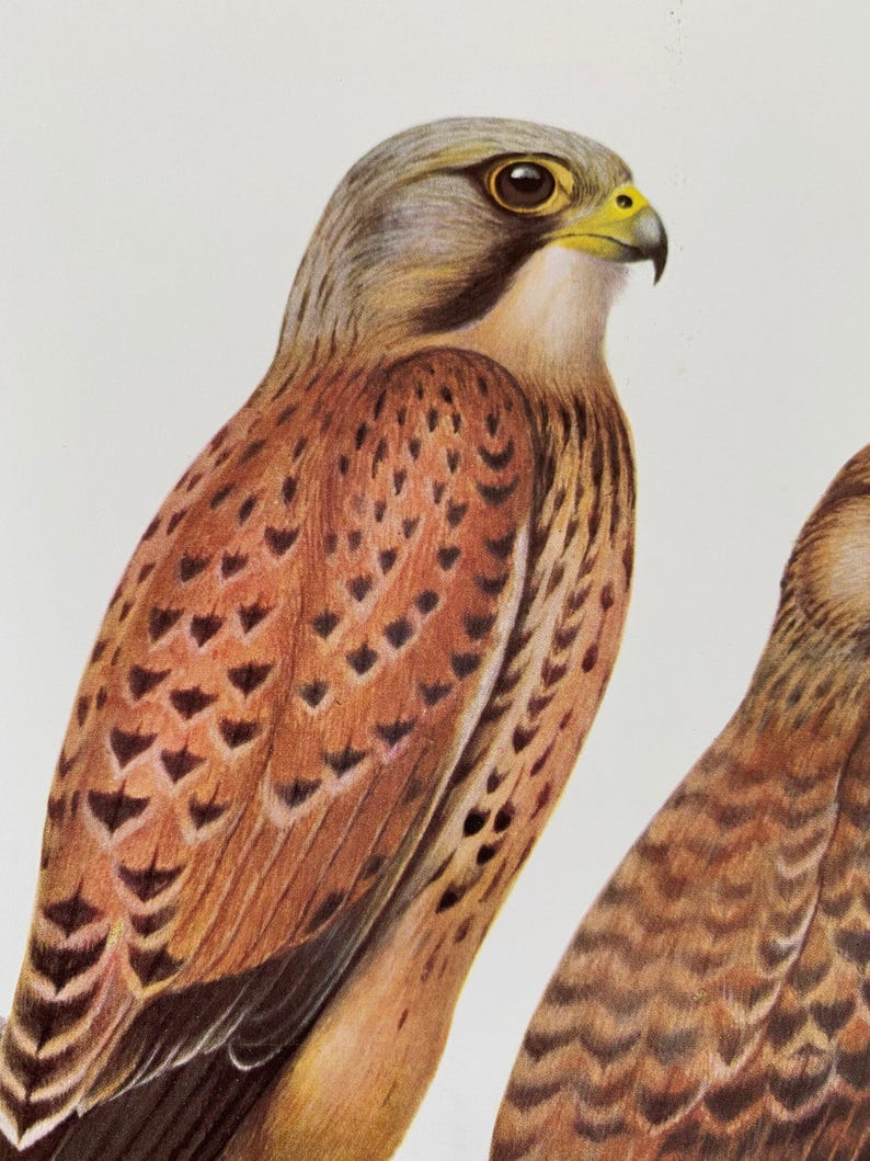 Vintage Kestrel Bird Print, Natural History Wall Art - Etsy