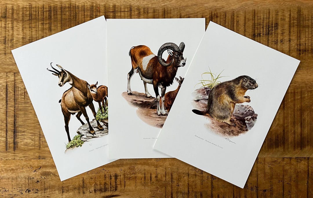 3 X 1960s Vintage ALPHINE MAMMALS Animal Print Set With Marmot, Mouflon ...